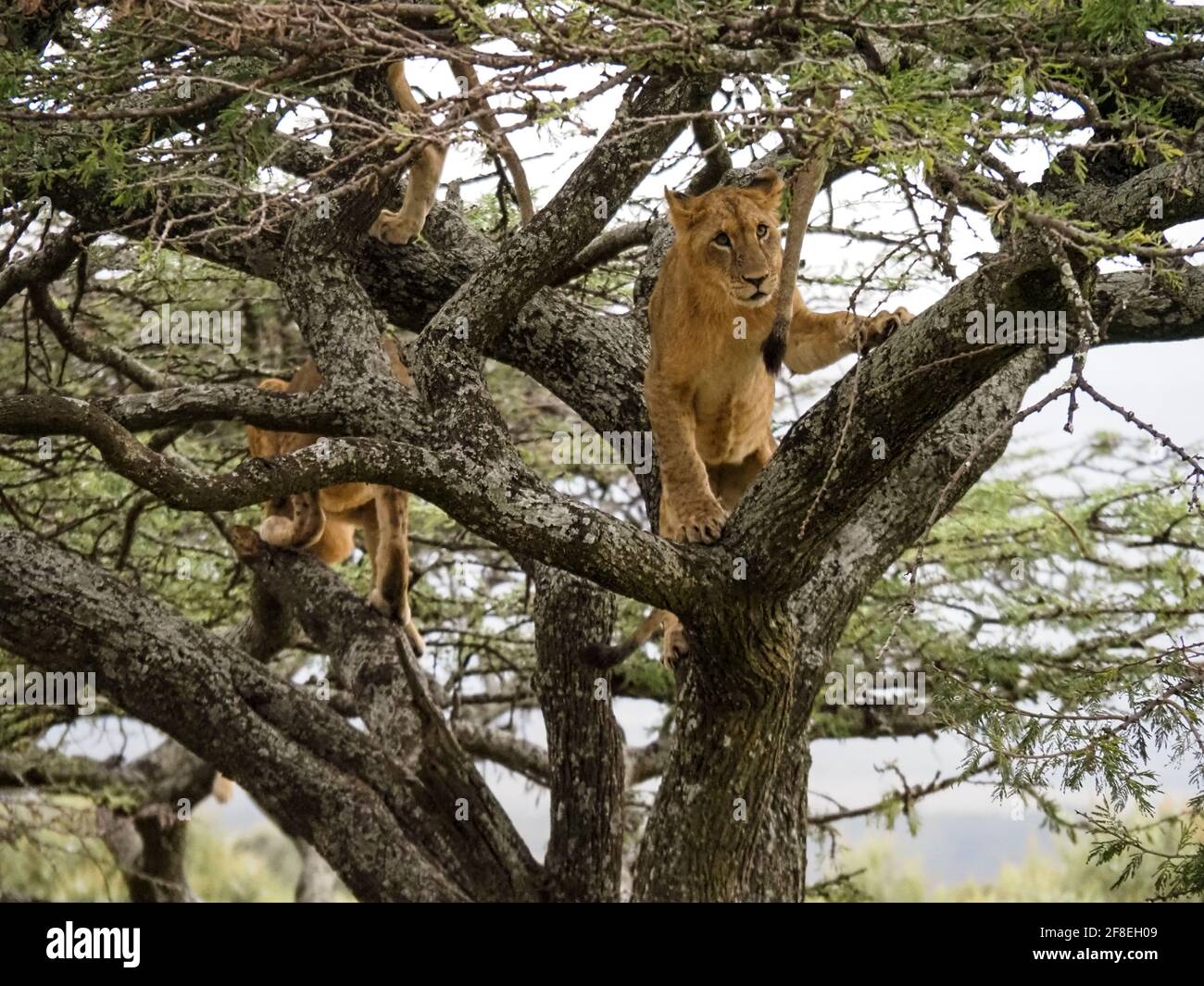 Pride of lions climbing acacia tree, Lake Nakuru National Park, Kenya ...