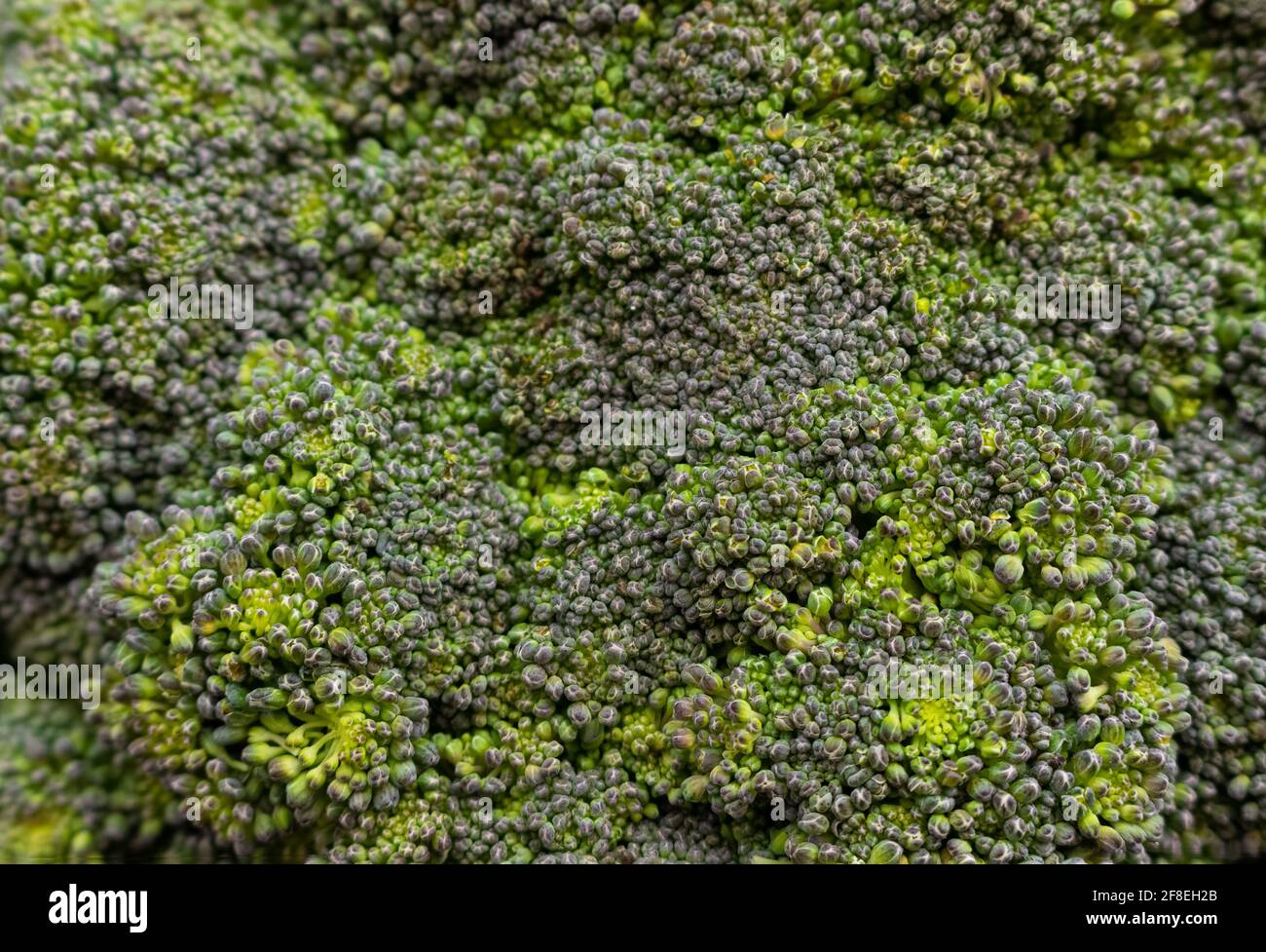 Broccoli texture hi-res stock photography and images - Alamy
