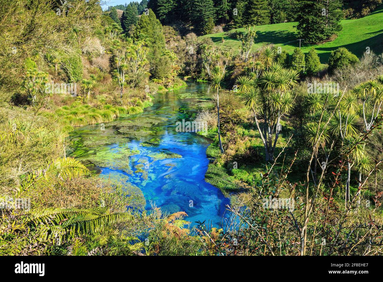The Blue Spring, a tourist attraction near Putaruru, New Zealand. The ...