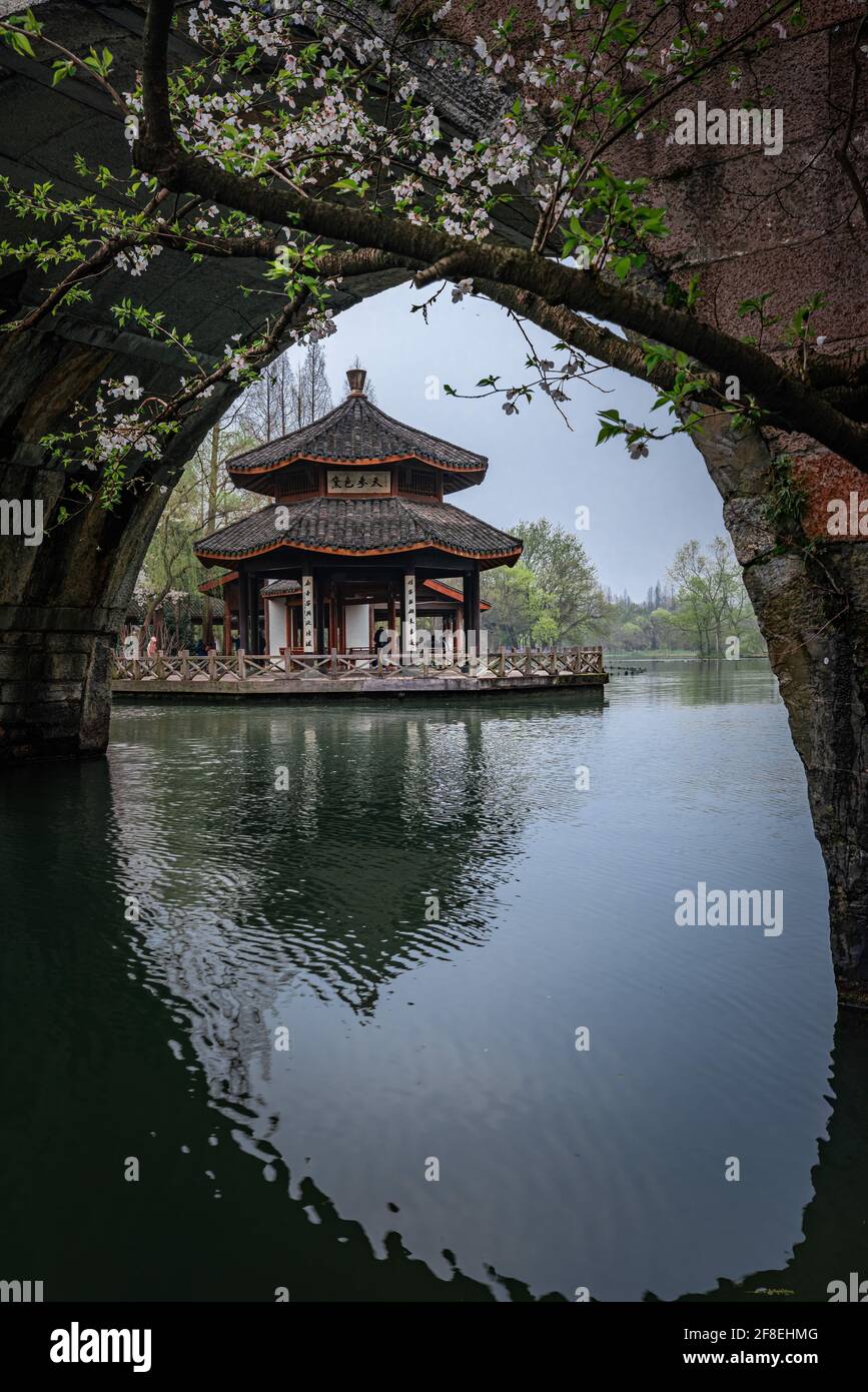Spring cherry blossom scenery at Hangzhou West Lake under the sunlight ...