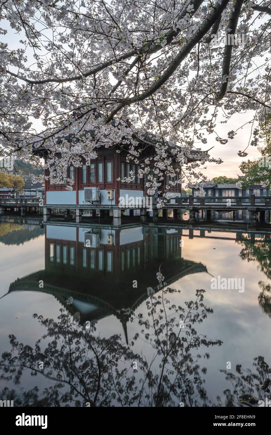 Spring cherry blossom scenery at Hangzhou West Lake under the sunlight ...