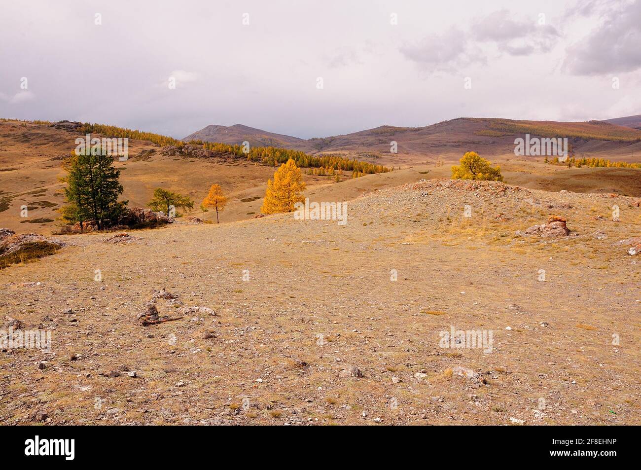 Hilly steppe with sparse conifers and snow-capped mountain peaks in the ...