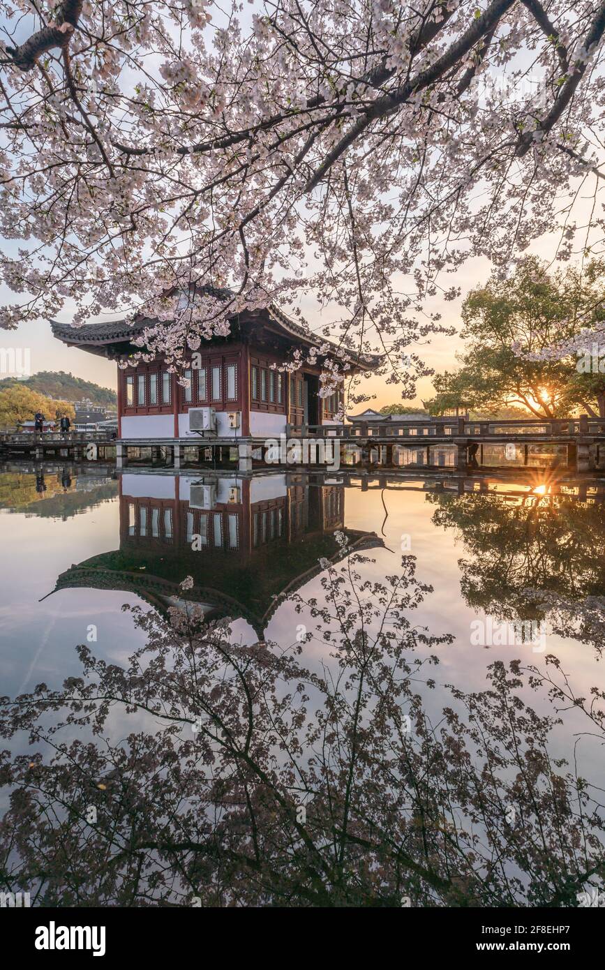 Spring cherry blossom scenery at Hangzhou West Lake under the sunlight ...