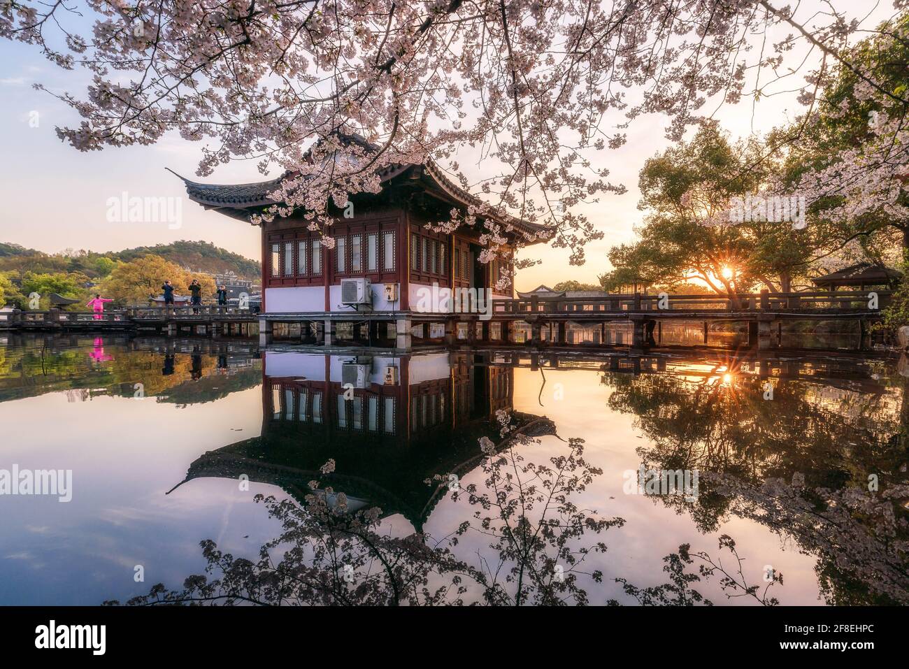 Spring cherry blossom scenery at Hangzhou West Lake under the sunlight ...