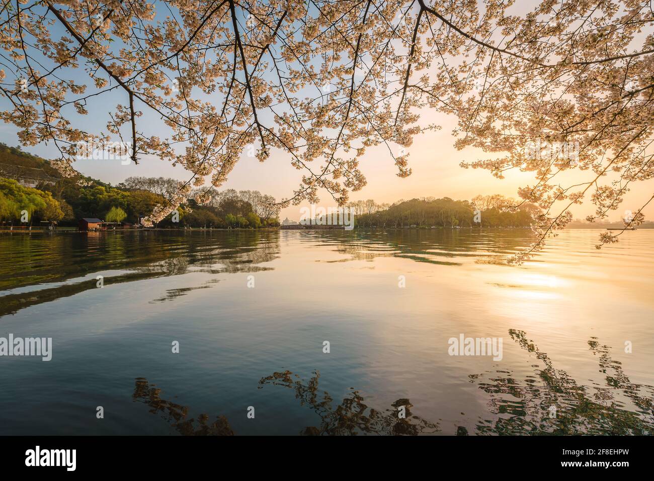 Spring cherry blossom scenery at Hangzhou West Lake under the sunlight ...