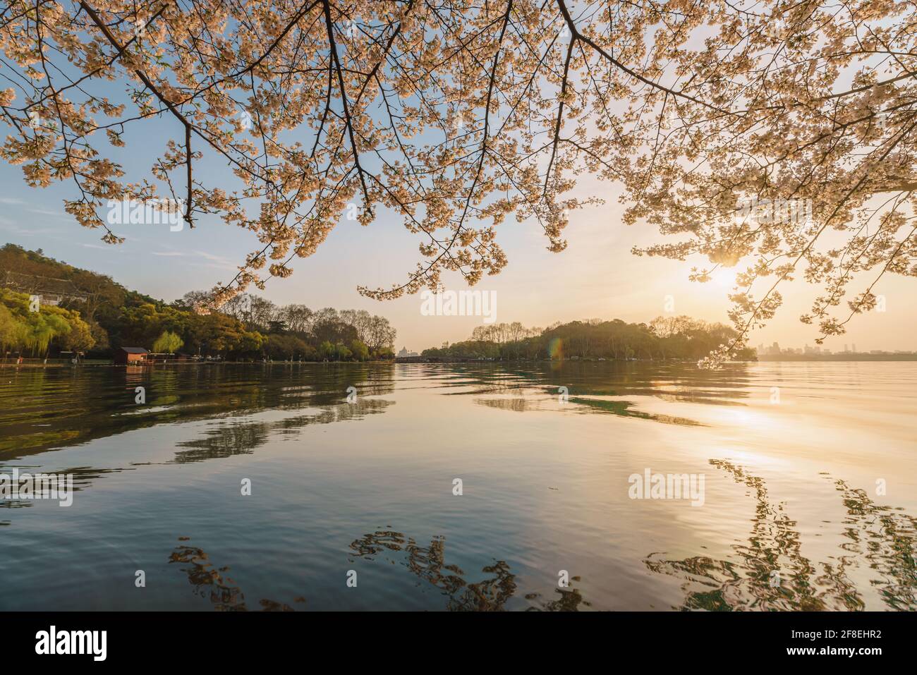 Spring cherry blossom scenery at Hangzhou West Lake under the sunlight, Hangzhou, China Stock ...