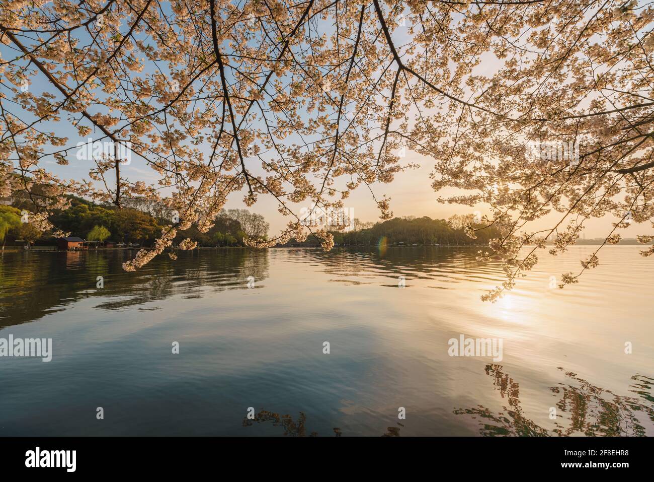 Spring cherry blossom scenery at Hangzhou West Lake under the sunlight ...