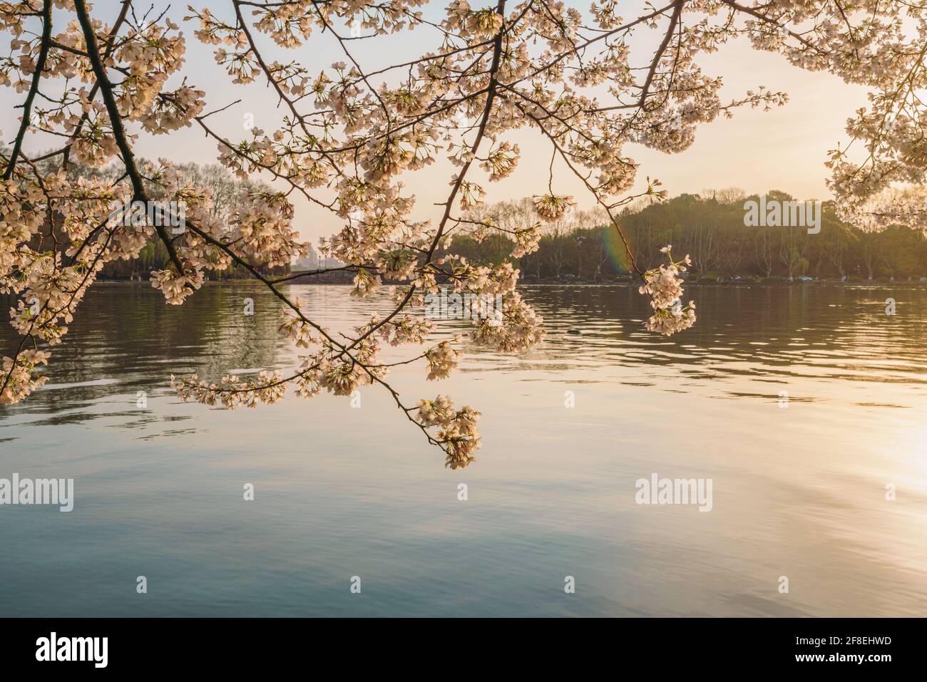 Spring cherry blossom scenery at Hangzhou West Lake under the sunlight ...