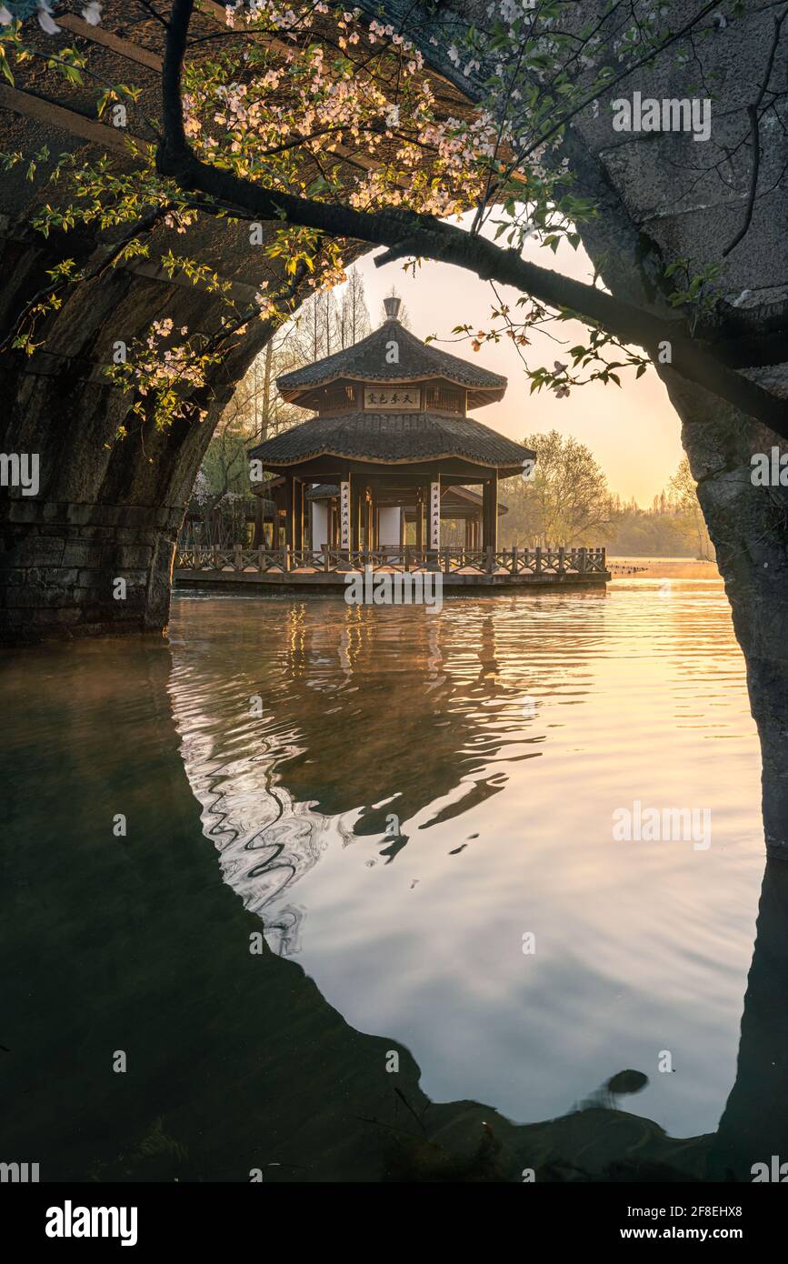 Spring cherry blossom scenery at Hangzhou West Lake under the sunlight ...