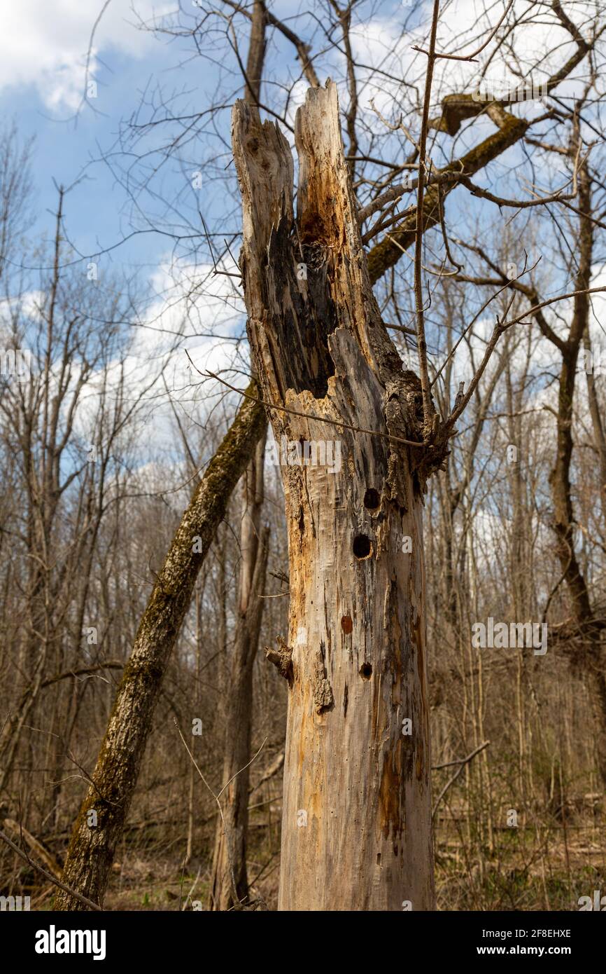 Stump dead tree stands hi-res stock photography and images - Alamy