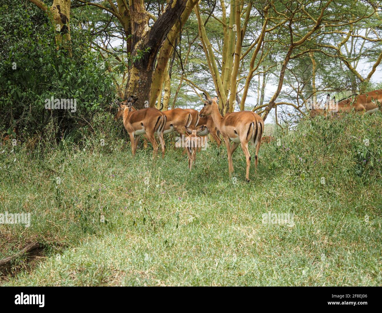 Kenya impala hi-res stock photography and images - Alamy