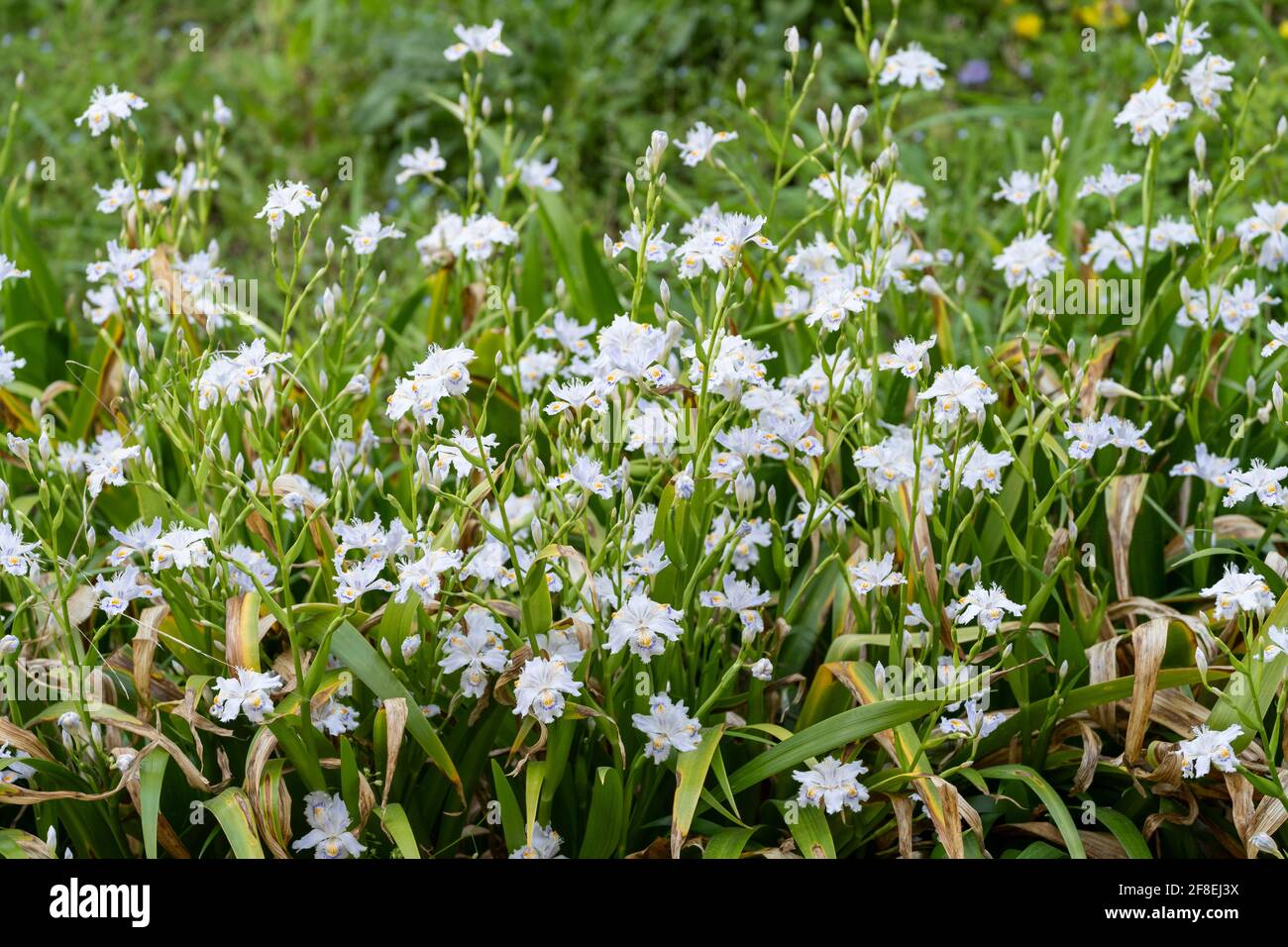 Fringed iris (Iris japonica), Isehara City, Kanagawa Prefecture, Japan ...