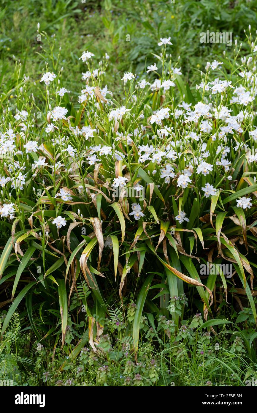 Fringed iris (Iris japonica), Isehara City, Kanagawa Prefecture, Japan ...