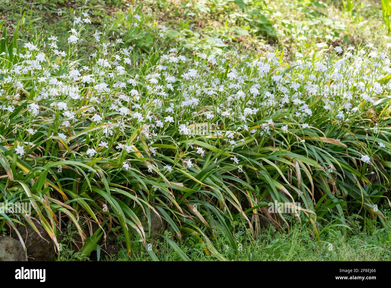 Fringed iris (Iris japonica), Isehara City, Kanagawa Prefecture, Japan ...