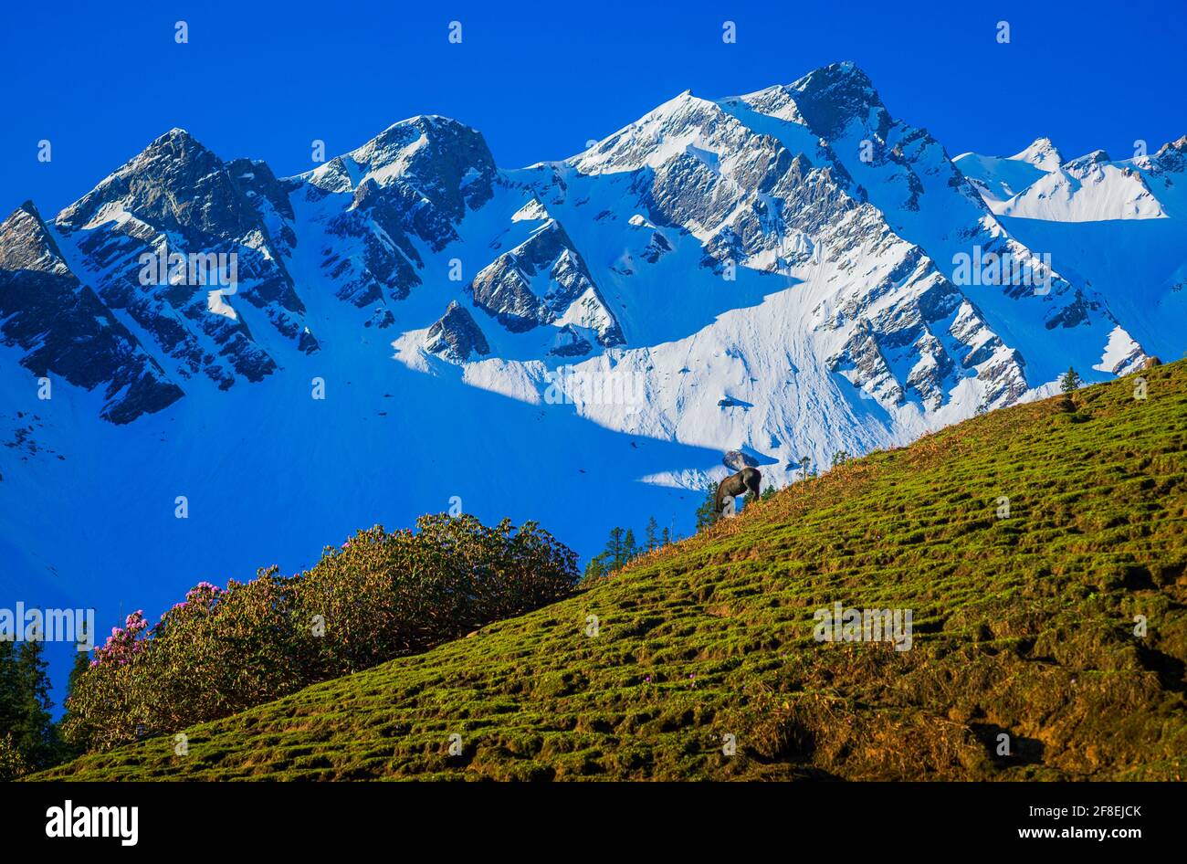 Landscape in the mountains. View of Majestic Himalayan mountains on the ...