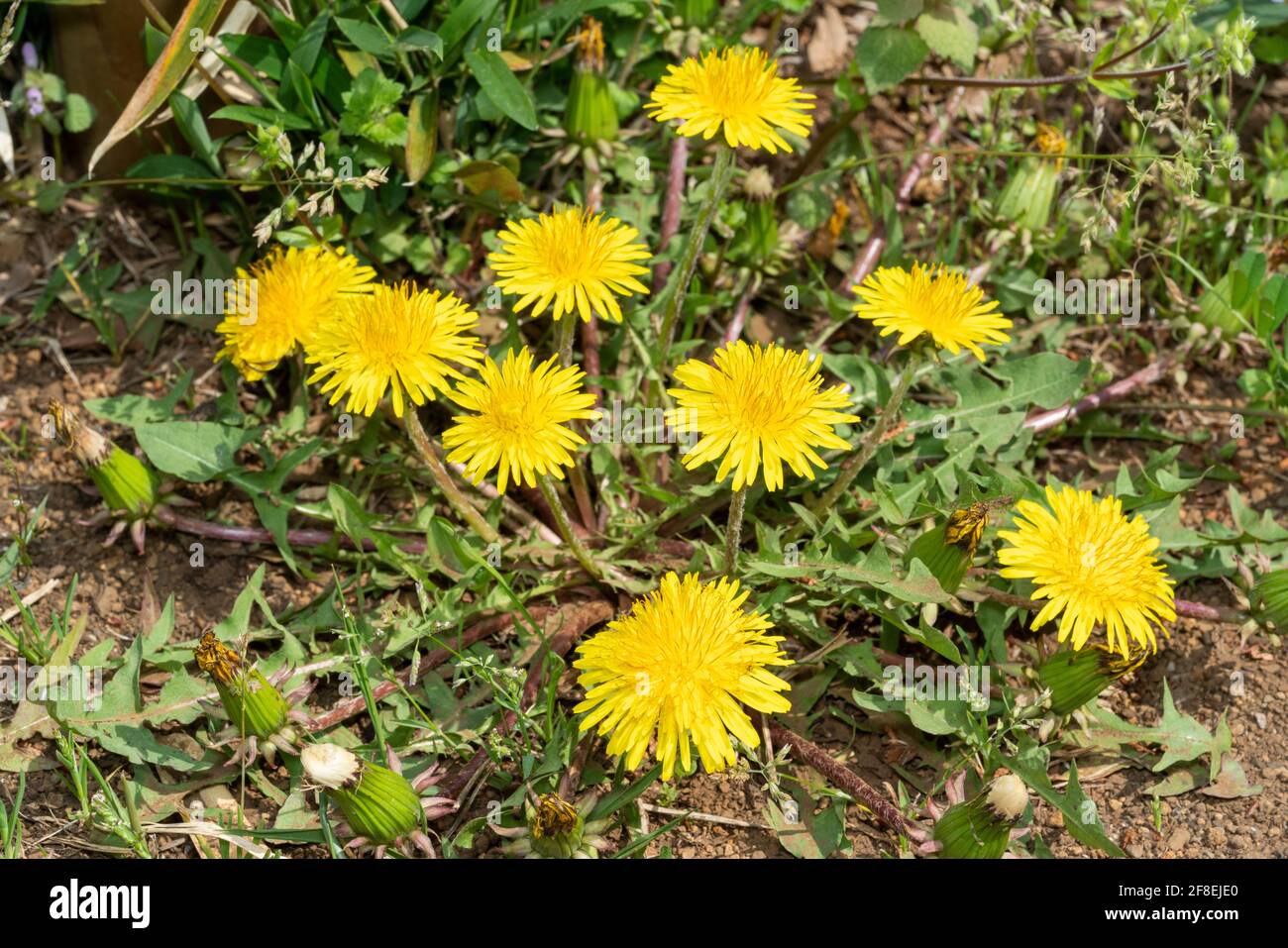 Dandelions (Taraxacum), Isehara City, Kanagawa Prefecture, Japan Stock ...