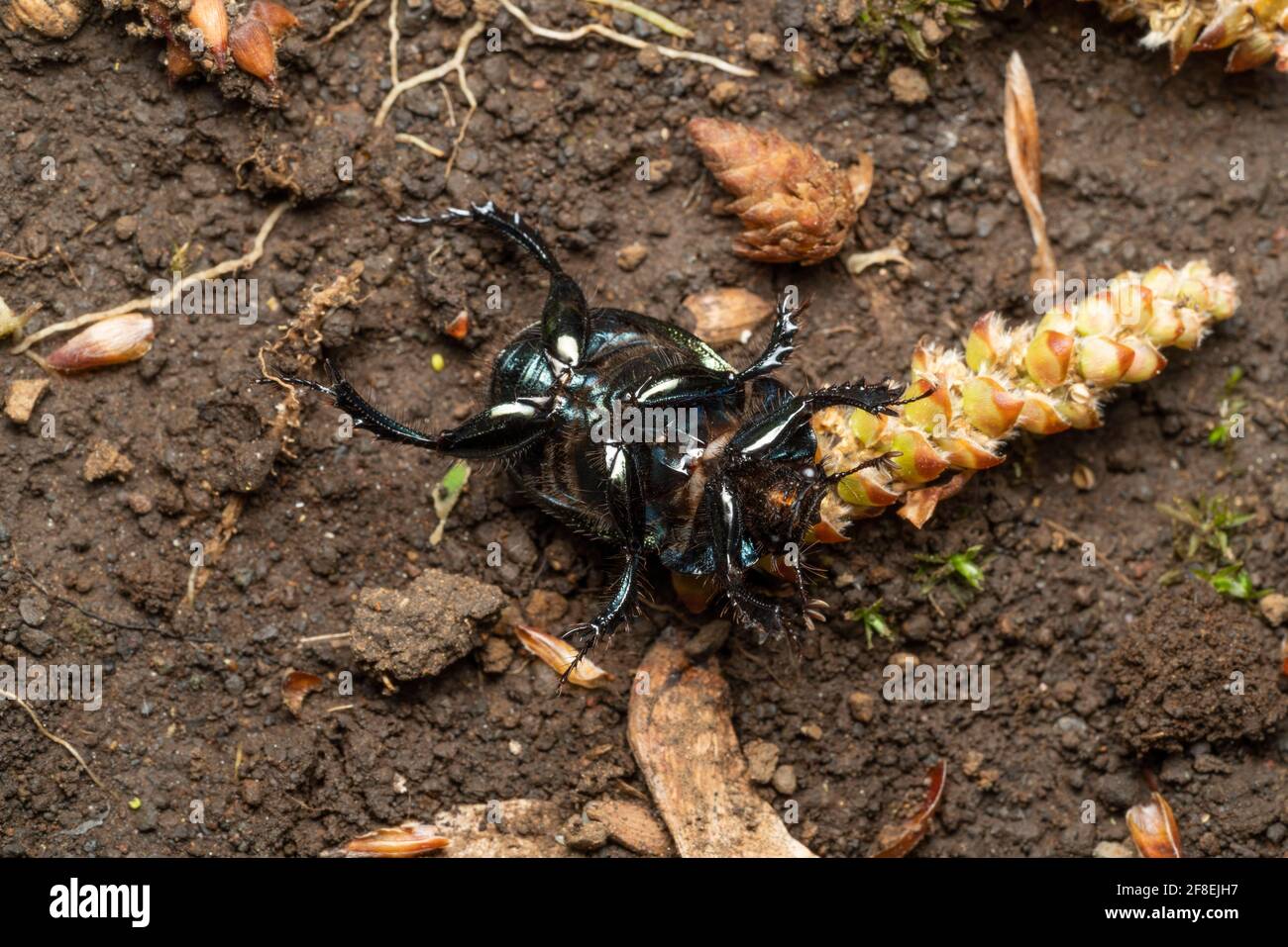 Dung beetles geotrupidae hi-res stock photography and images - Alamy