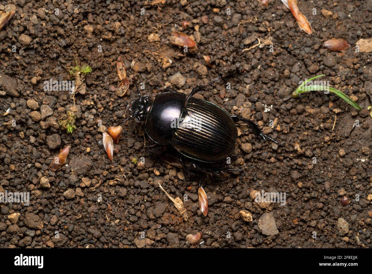 Dung beetles geotrupidae hi-res stock photography and images - Alamy