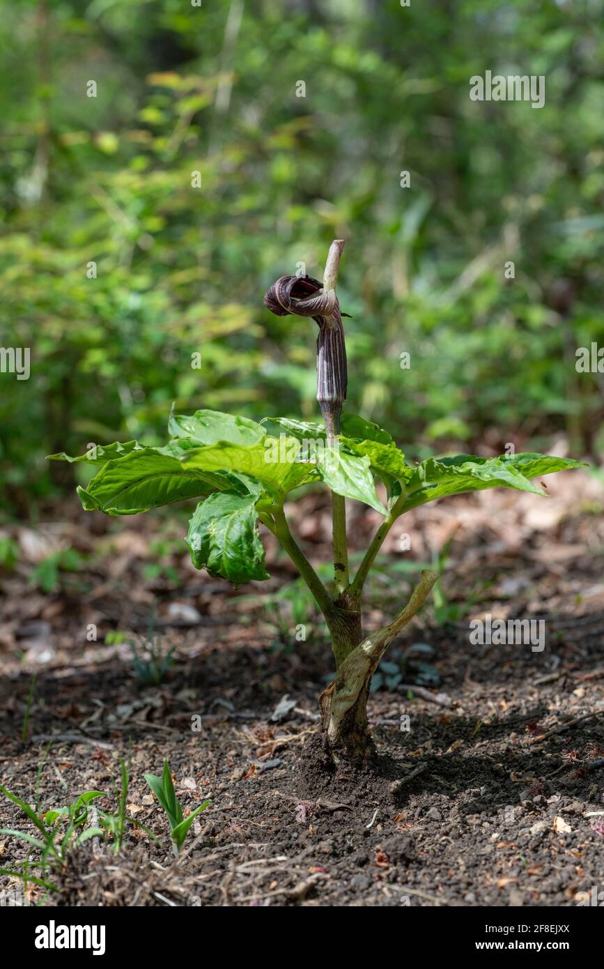 Arisaema flowering hi-res stock photography and images - Alamy