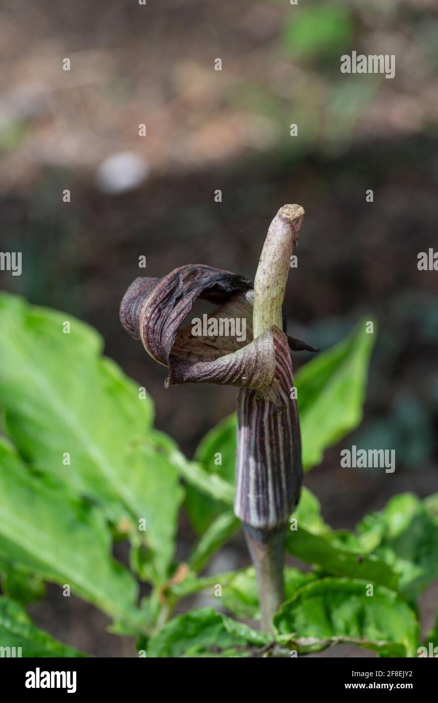 Arisaema flowering hi-res stock photography and images - Alamy