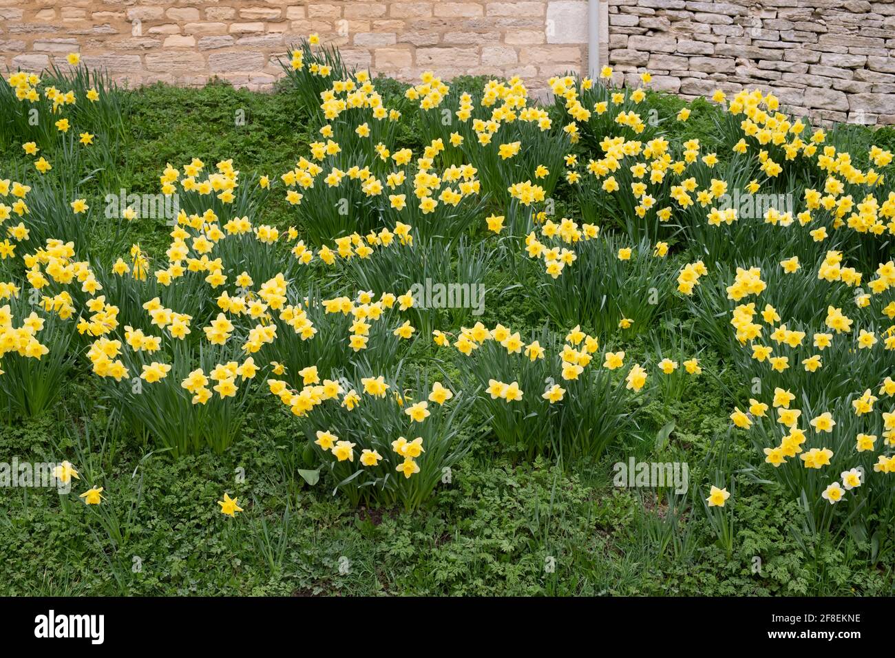 Spring daffodils in the cotswold village of Swinbrook, Cotswolds ...