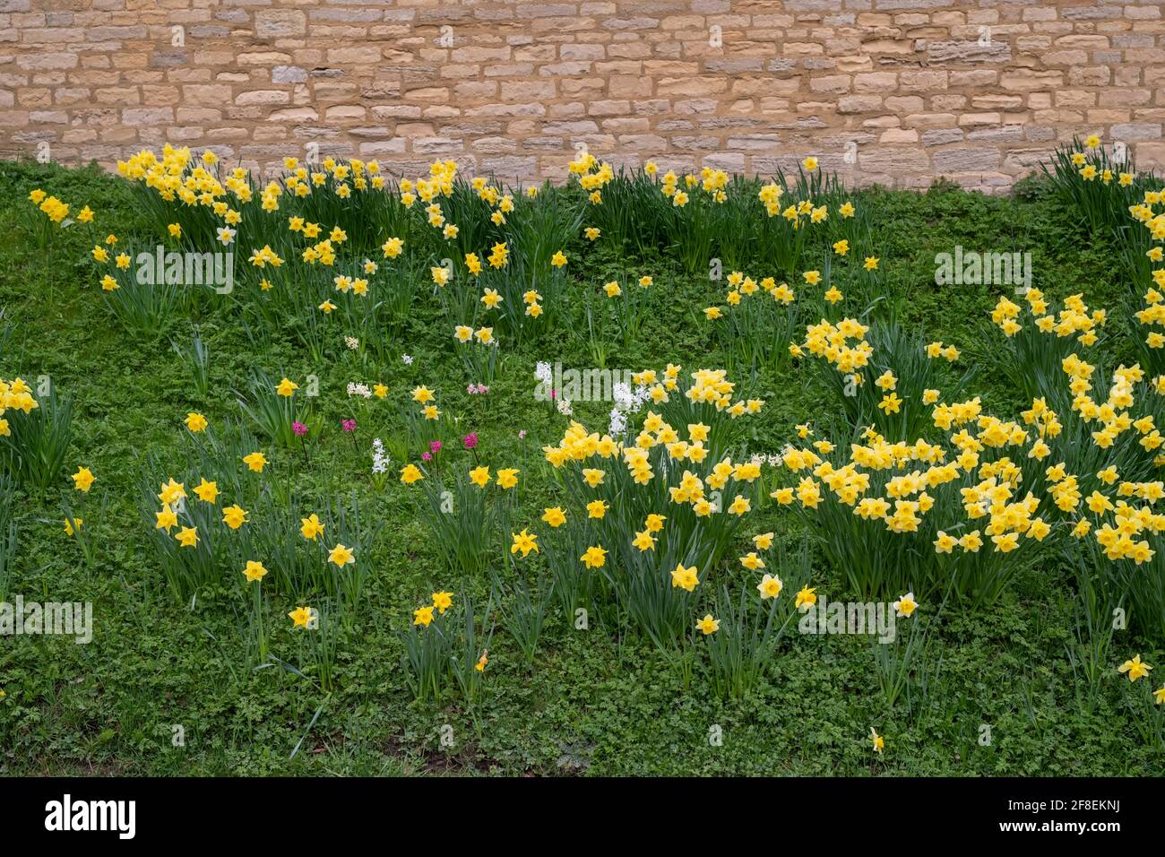 Spring daffodils in the cotswold village of Swinbrook, Cotswolds ...