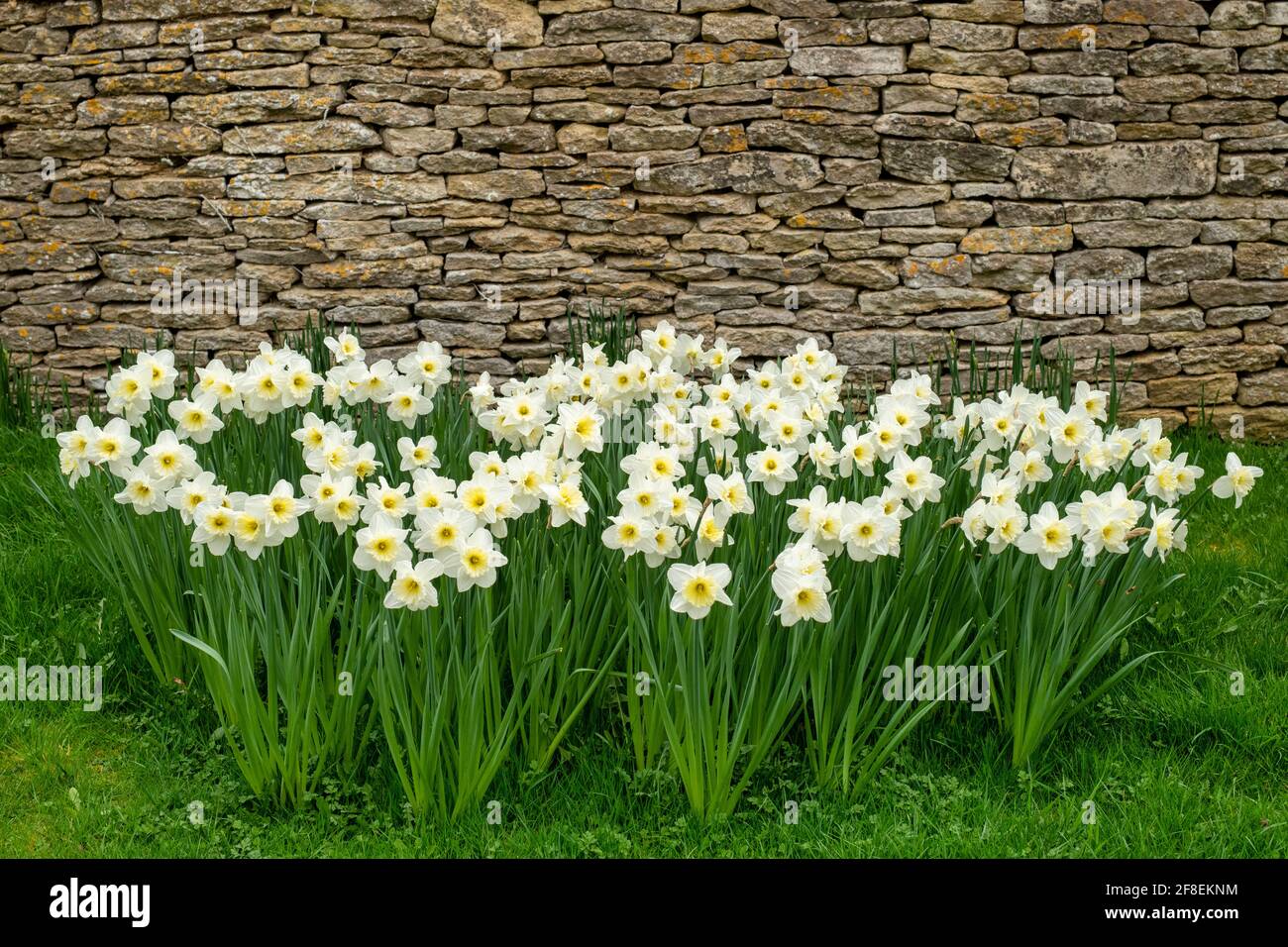 Spring daffodils in front of a cotswold stone wall in the cotswold ...