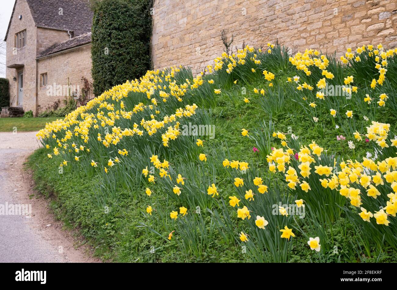 Spring daffodils in the cotswold village of Swinbrook, Cotswolds ...
