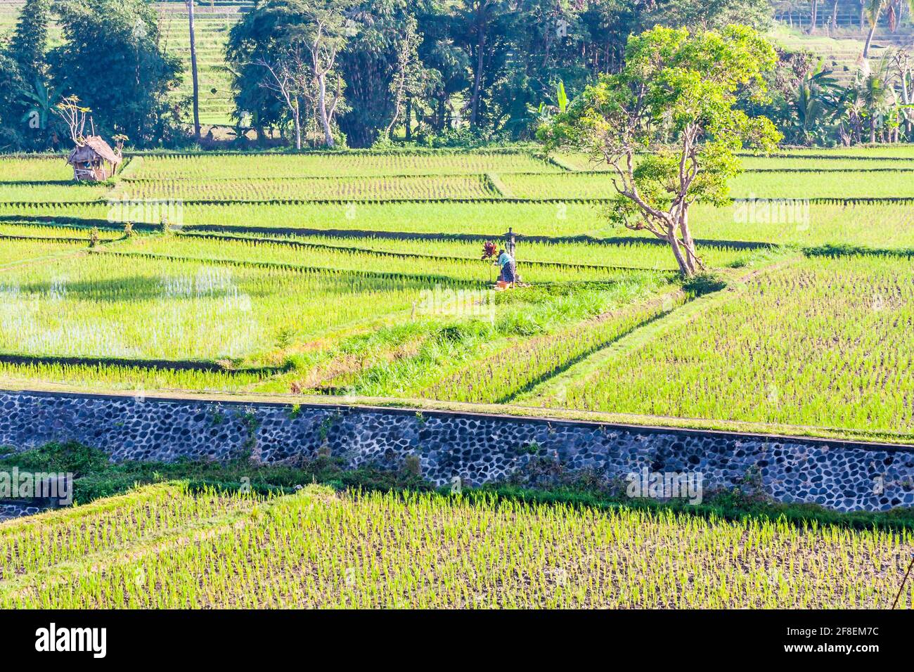Rice fields in bali island hi-res stock photography and images - Alamy
