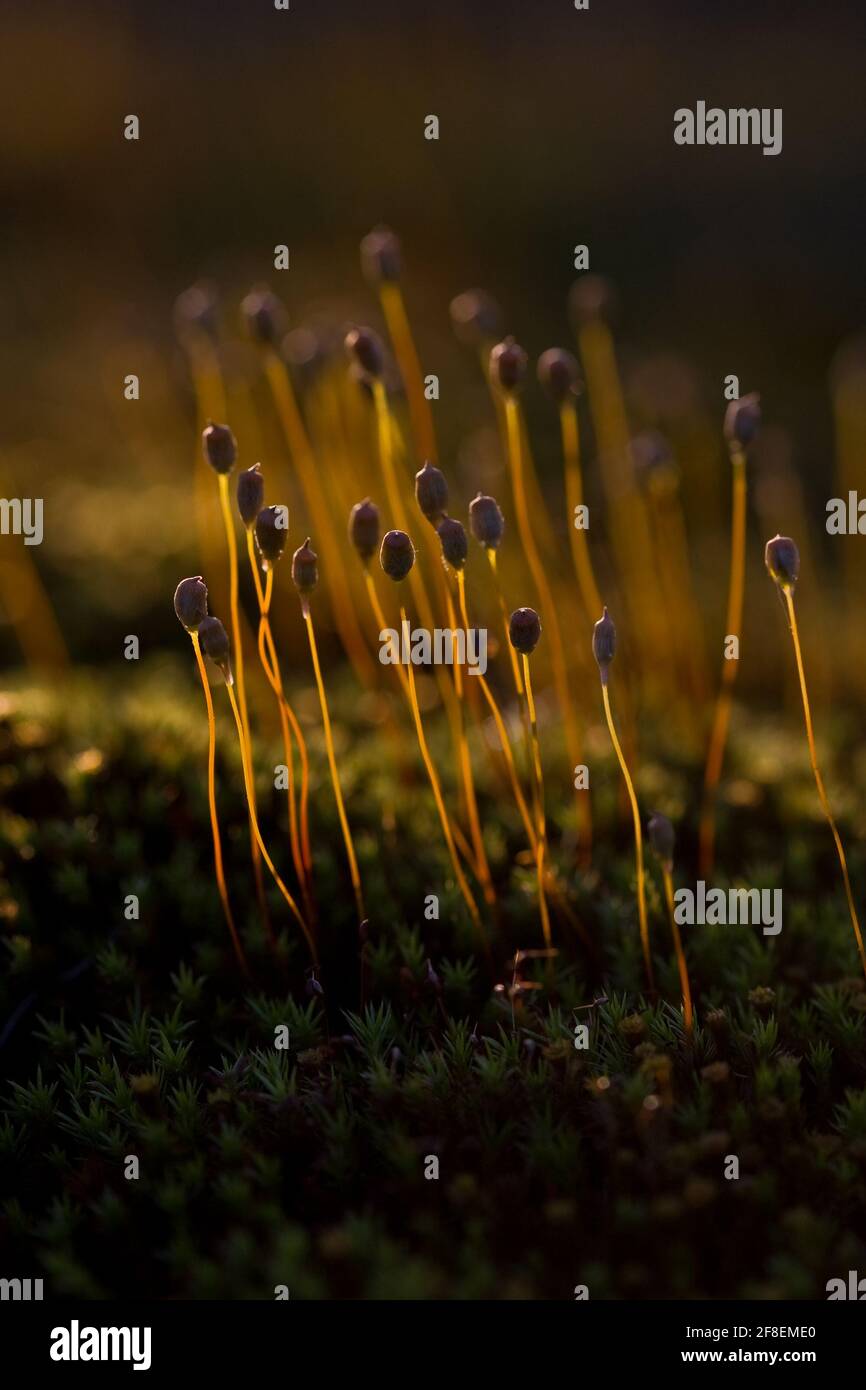 Hypocreales hi-res stock photography and images - Alamy