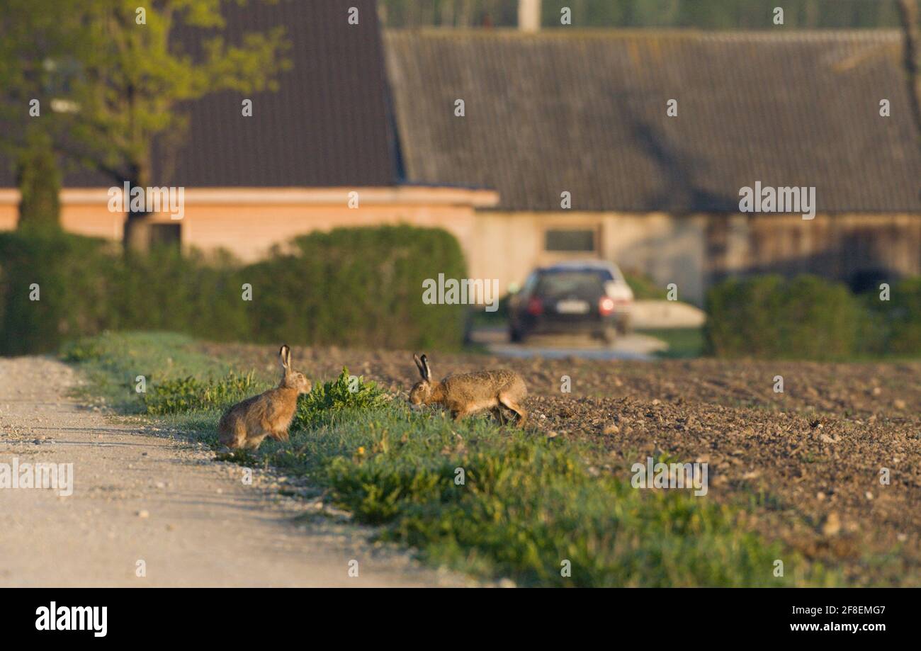 Two rabbits on the street at daytime Stock Photo - Alamy