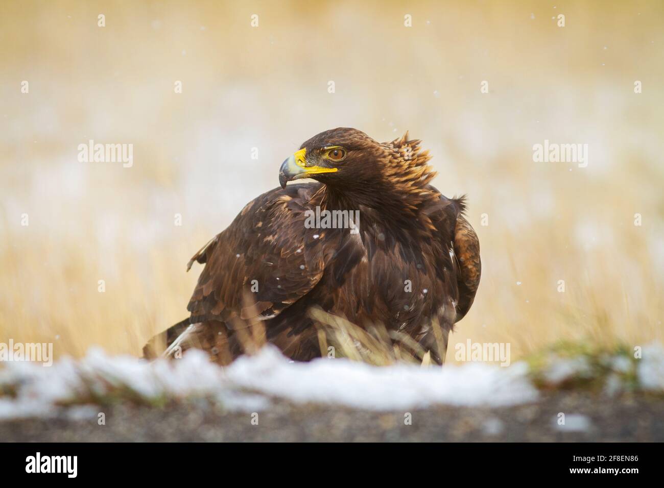 Golden eagle habitat hi-res stock photography and images - Alamy