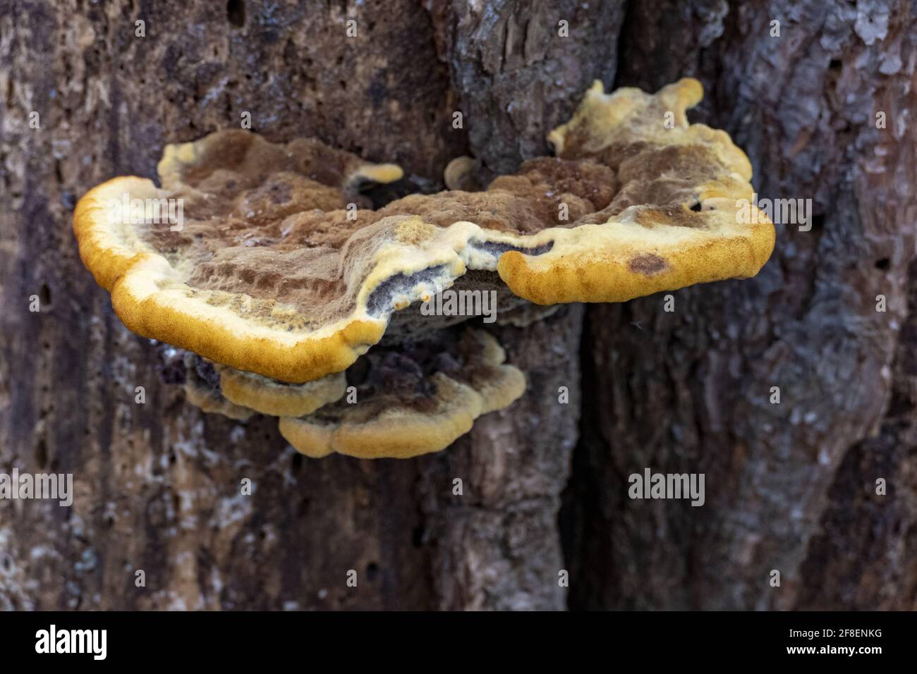 Fomitopsidaceae hi-res stock photography and images - Alamy