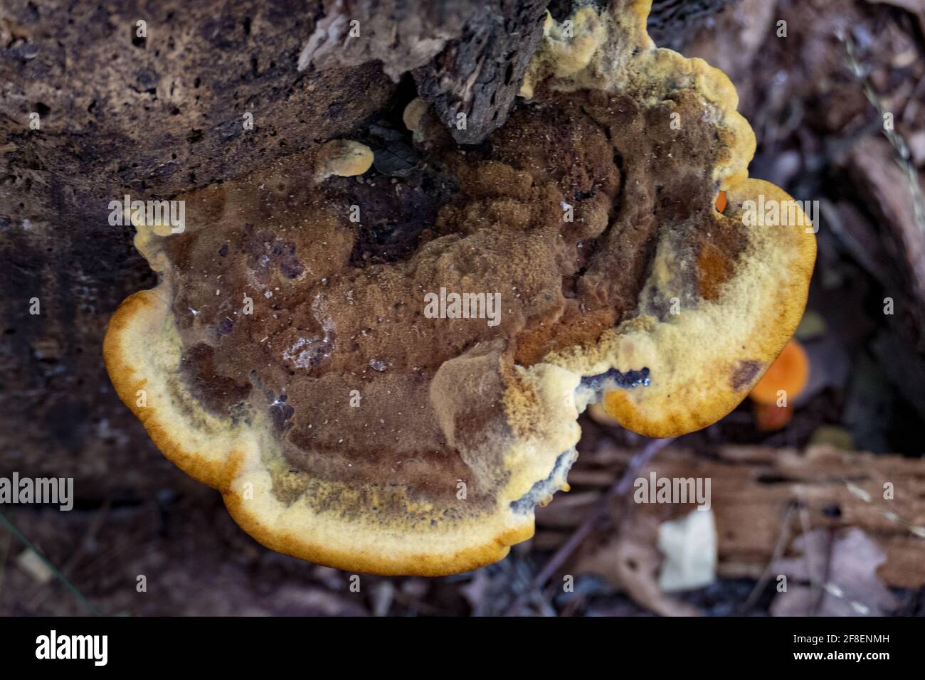 Fomitopsidaceae hi-res stock photography and images - Alamy
