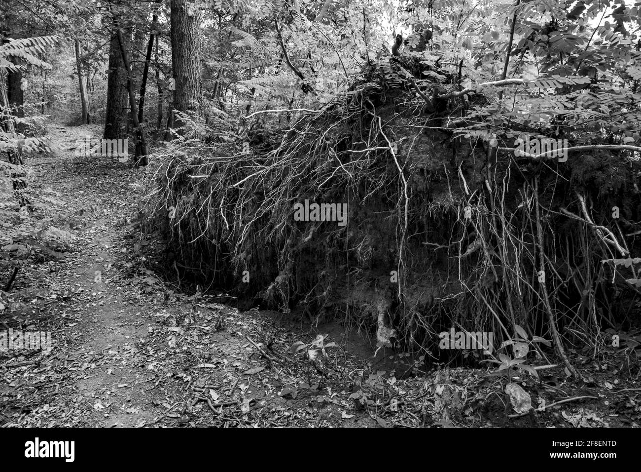 Grayscale shot of tree roots in the forest Stock Photo - Alamy