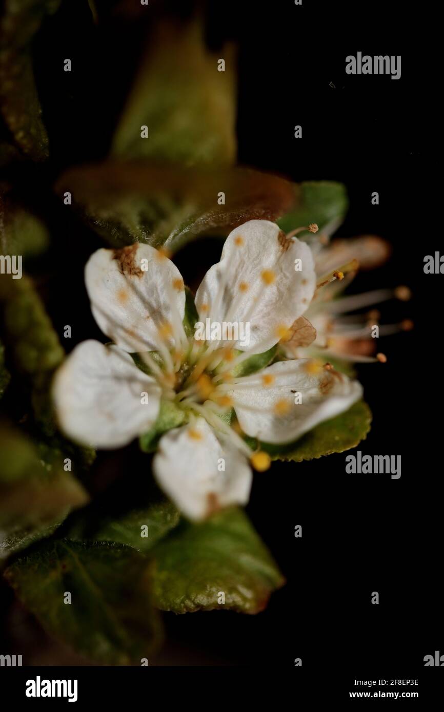 White flower blossom prunus spinosa family rosaceae close up background ...
