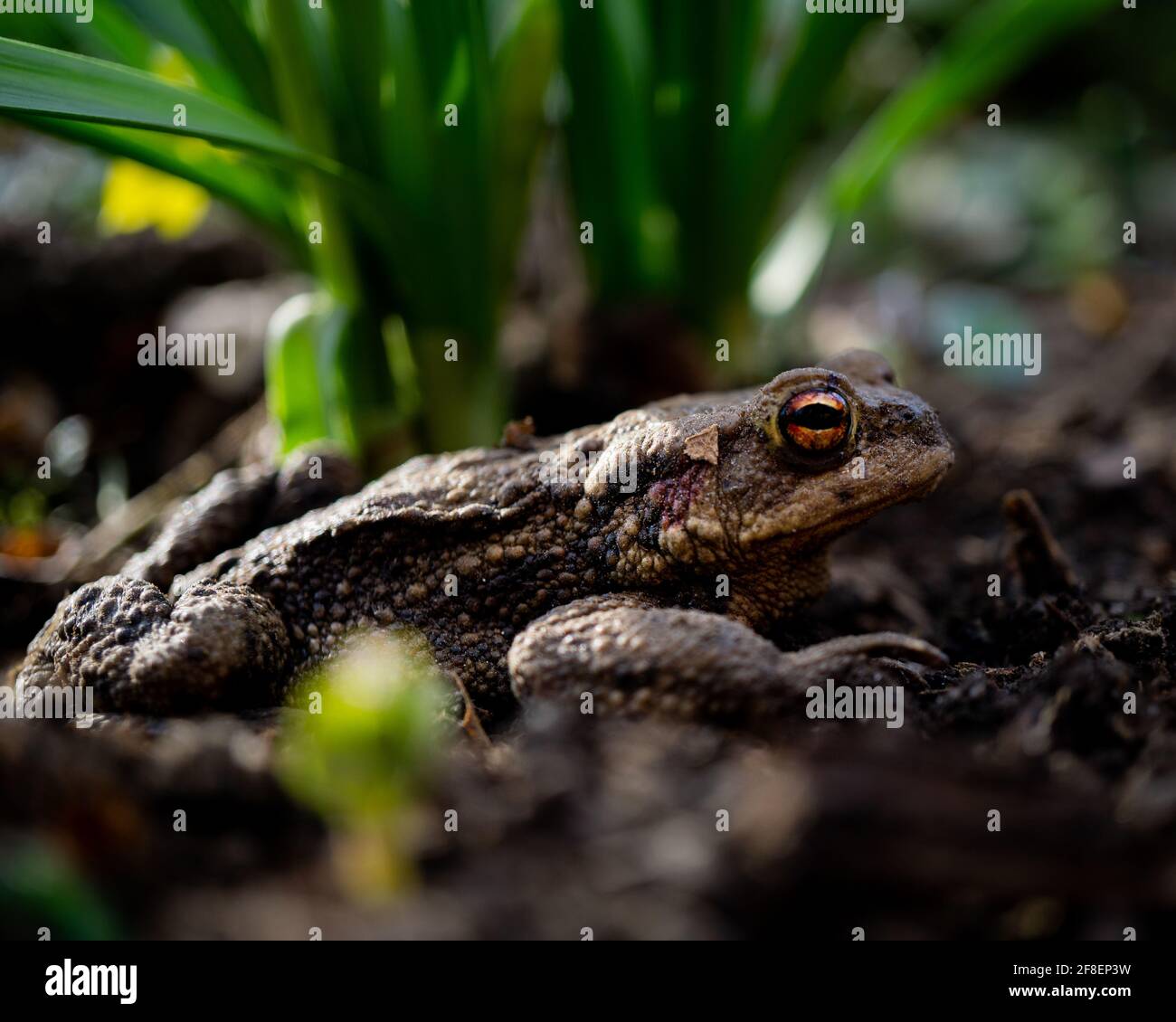 Closeup of a common toad Stock Photo - Alamy