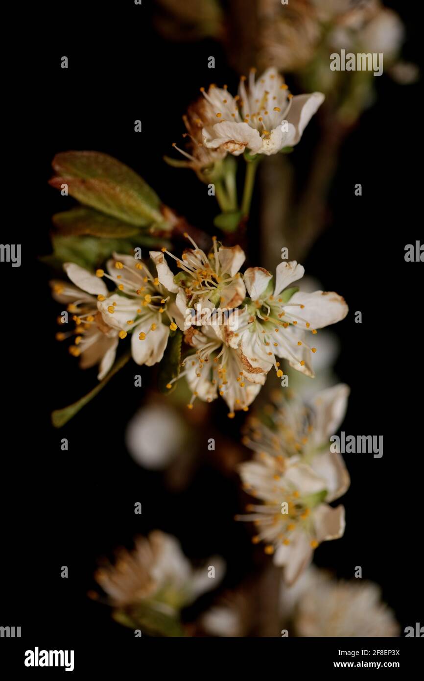 White flower blossom prunus spinosa family rosaceae close up background ...