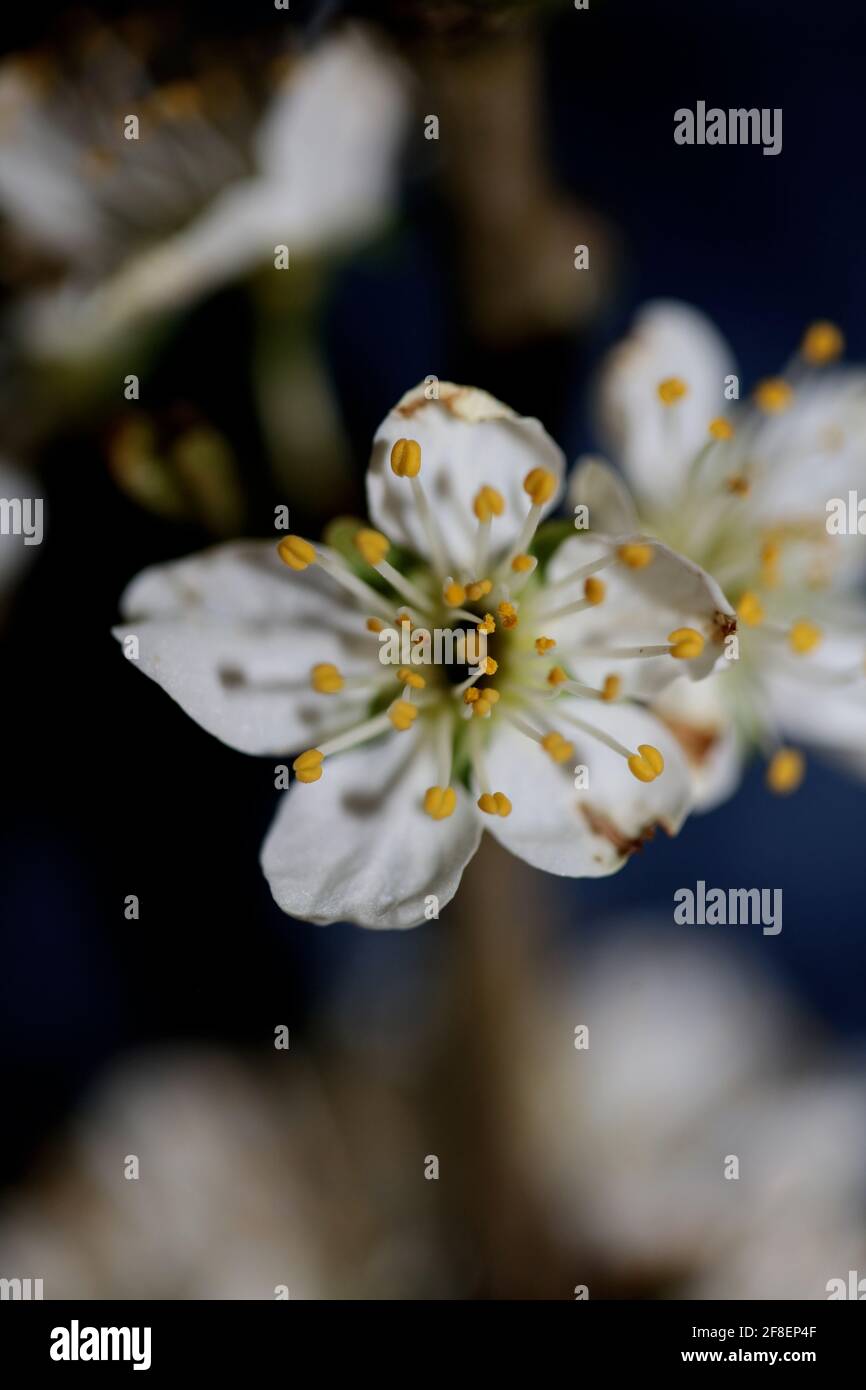 White flower blossom prunus spinosa family rosaceae close up background ...