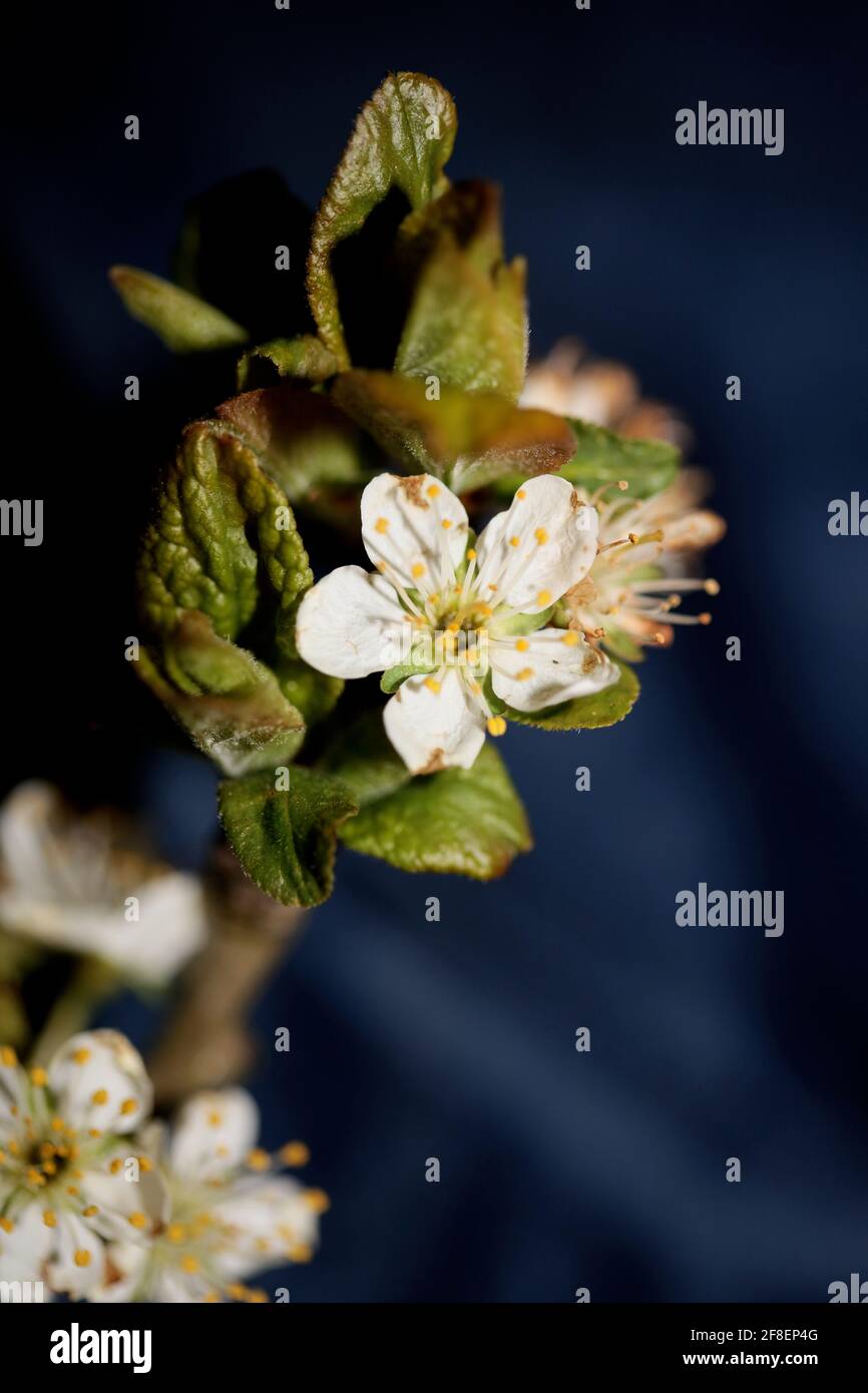 White flower blossom prunus spinosa family rosaceae close up background ...