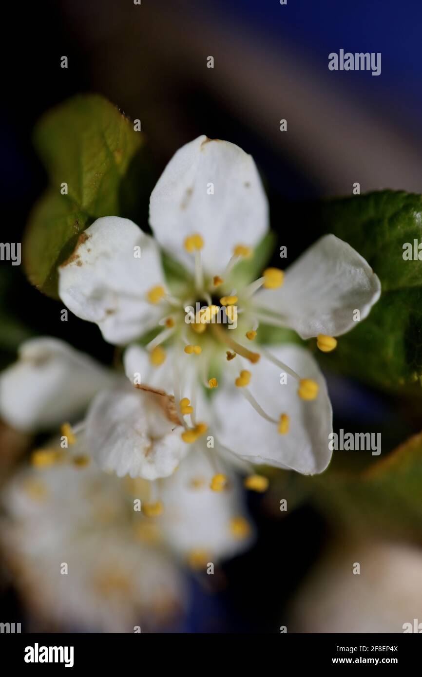 White flower blossom prunus spinosa family rosaceae close up background ...