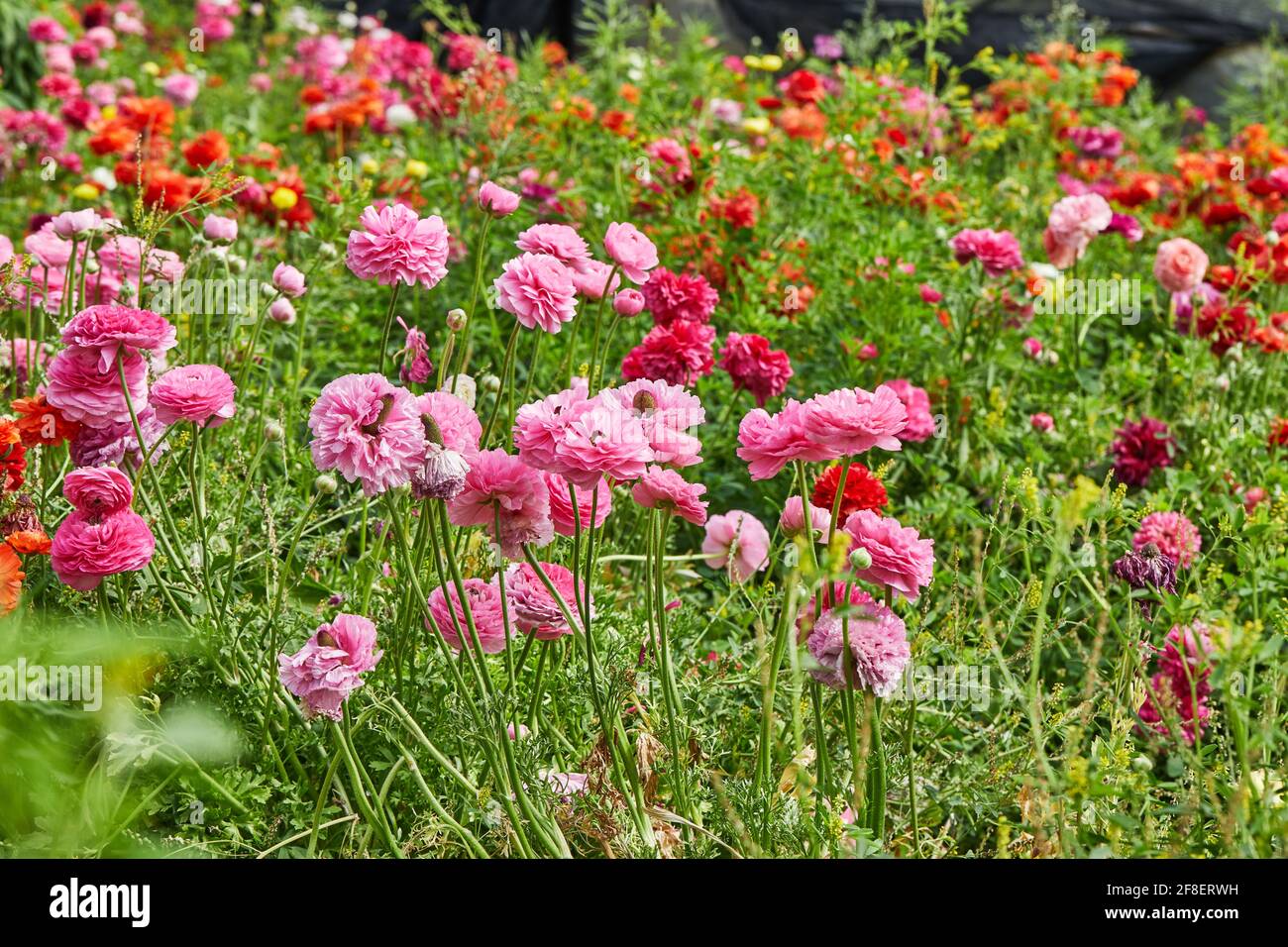 Collecting beautiful colorful flowers on the farm in the greenhouse is ...