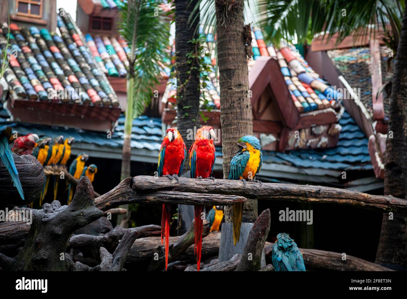 Colourful parrots also known as Macau birds sitting on a wire at the ...