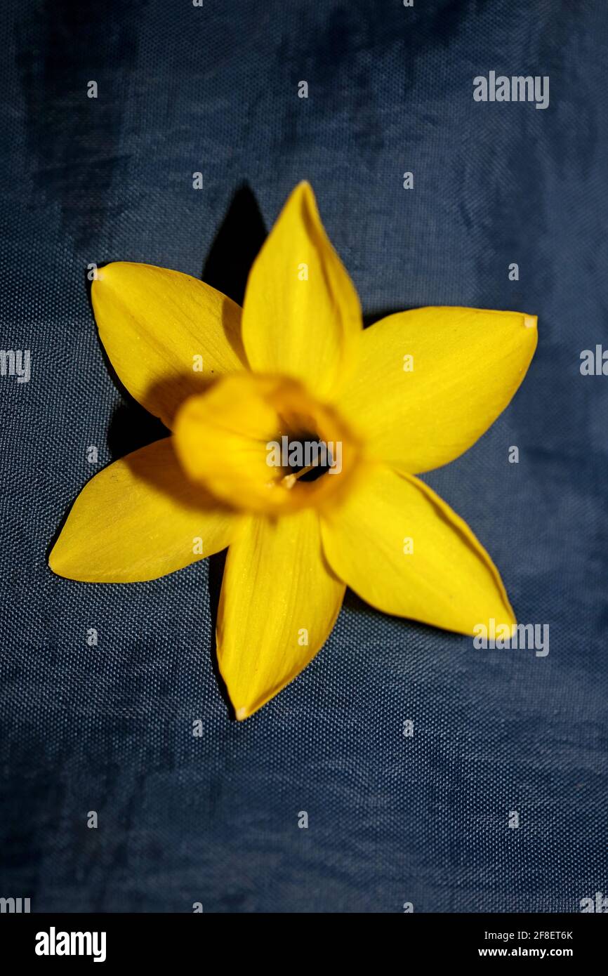 Yellow narcissus flower close up yellow river family amaryllidaceae ...