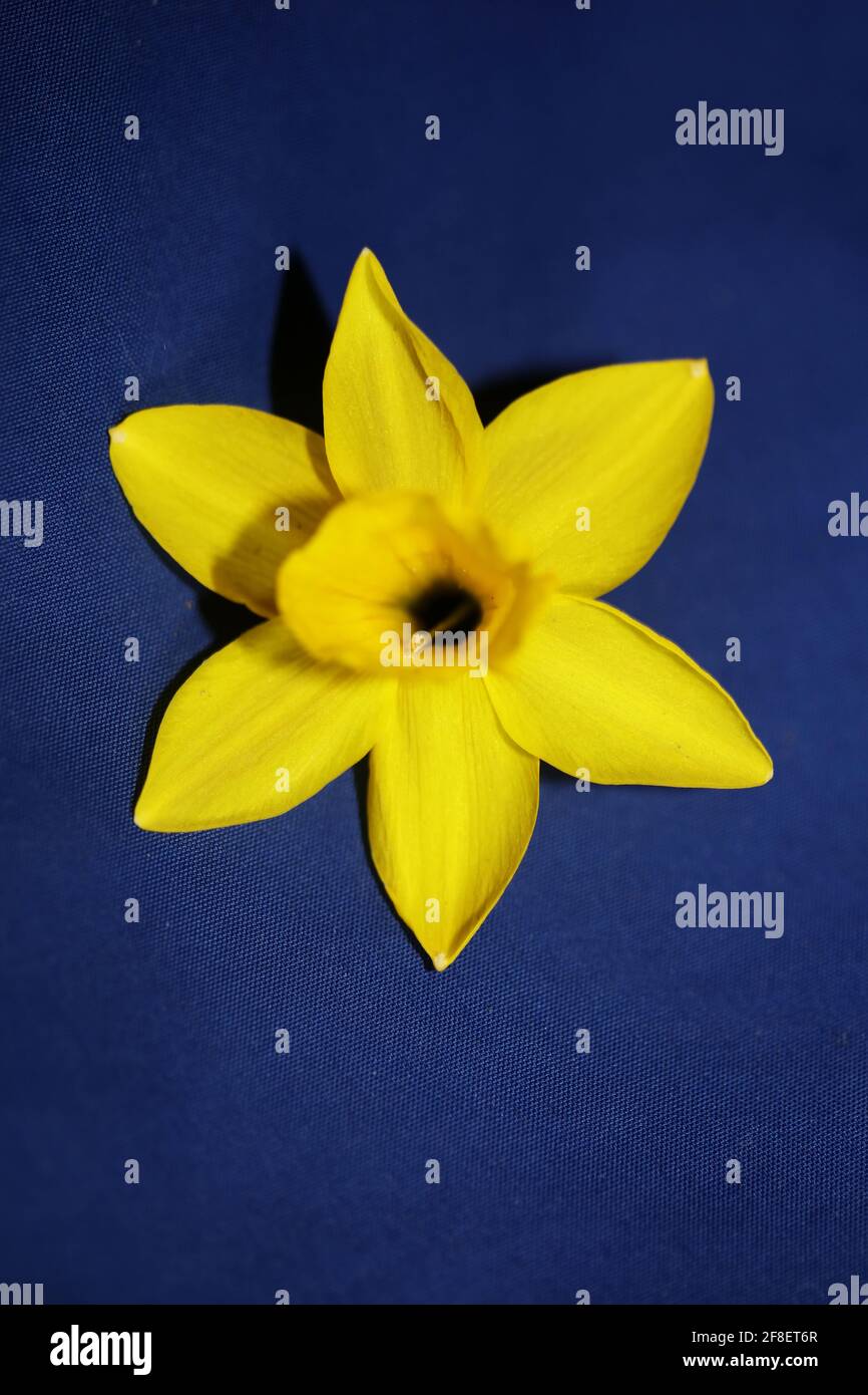 Yellow narcissus flower close up yellow river family amaryllidaceae ...