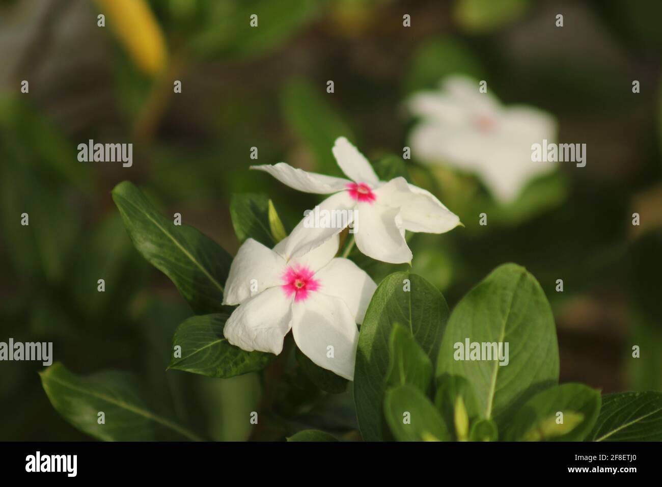 A close up of a white Periwinkle flower Stock Photo - Alamy