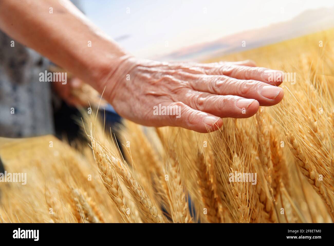 Farmers with the hand petting grain Stock Photo - Alamy