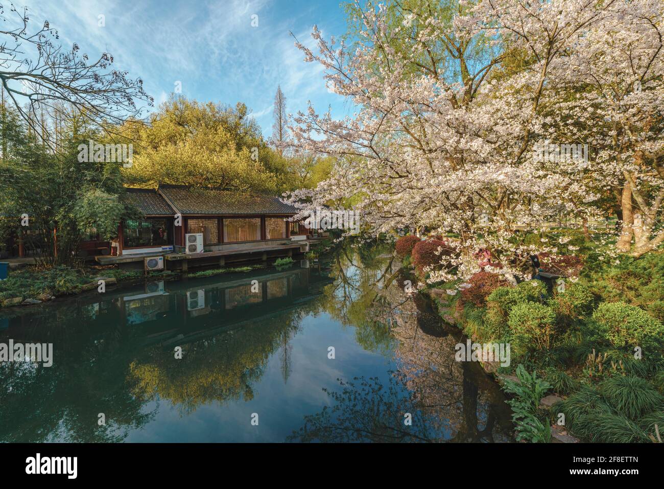 Morning landscapes with trees, cherry blossoms and pond in Quyuan ...
