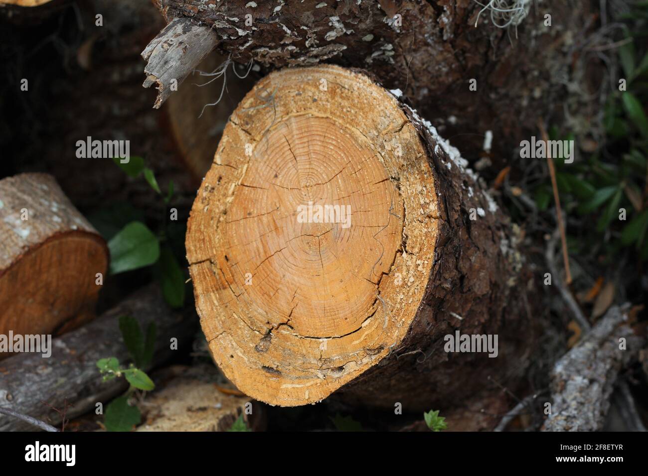 Tree stump cut in half. Tree bark with White Flux growing around it ...