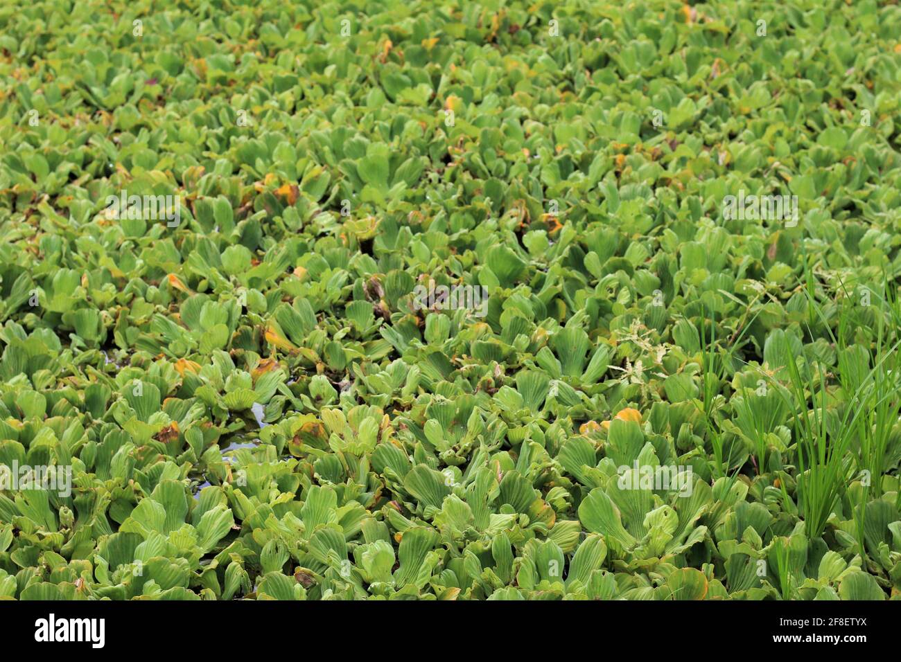 water lettuce, a species of Pistia. Also known as nile cabbage, water ...
